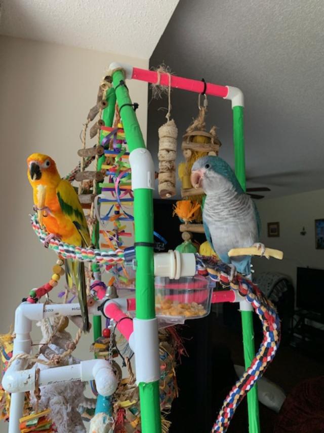 Gift Ideas for Parrots: Feathered Frenzy – The Roost